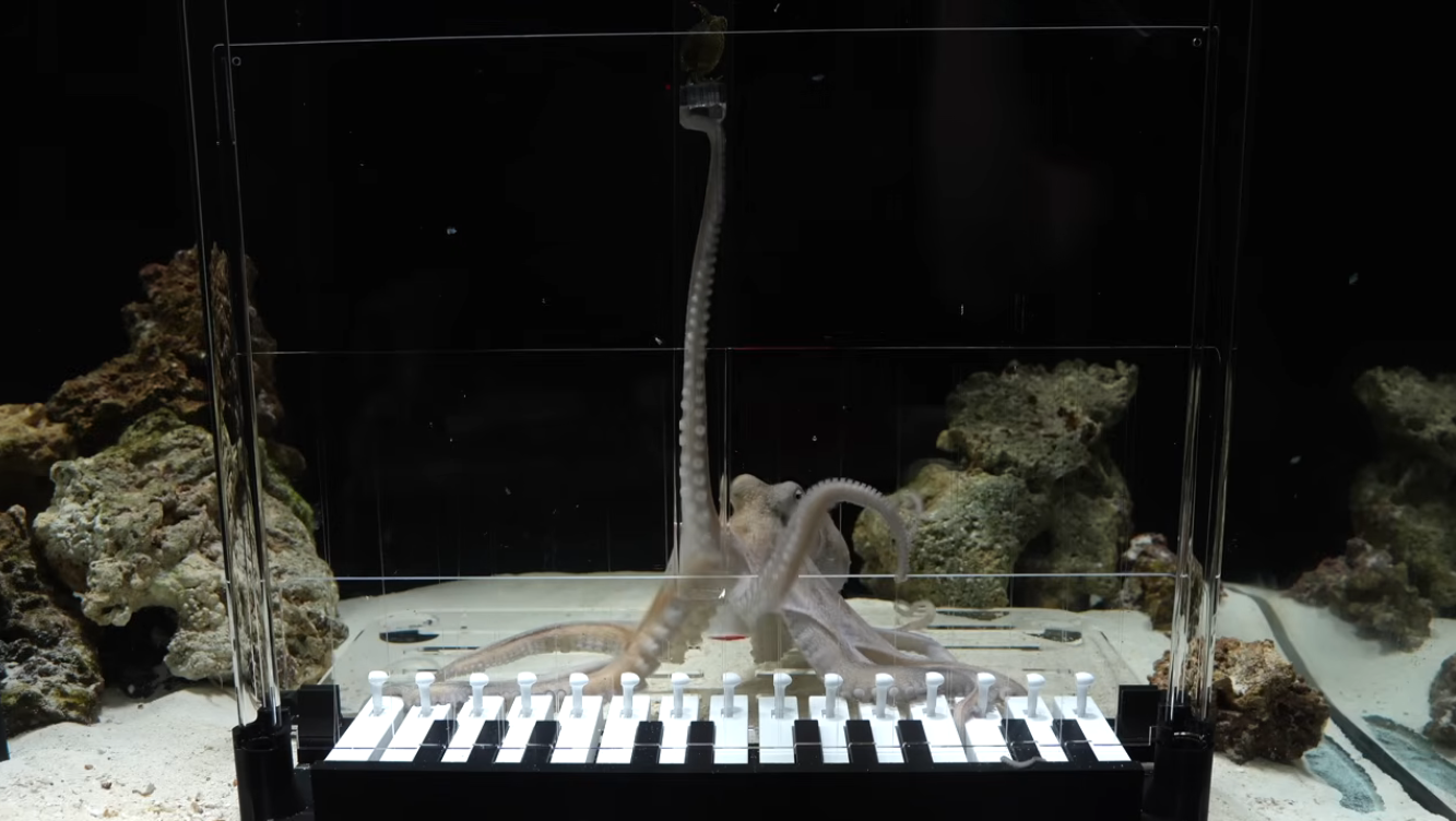 Can you teach an octopus to play the piano? - Higher Plain Music